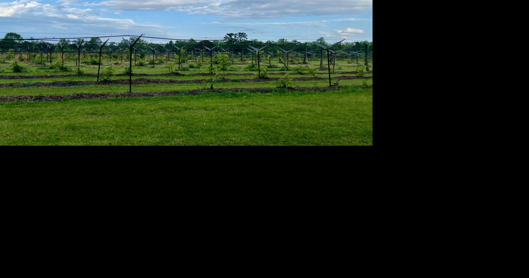 wild vineyard.jpeg | | nola.com