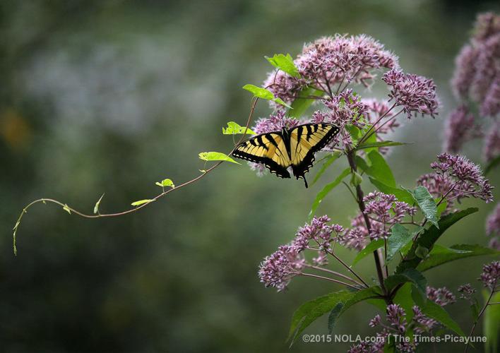 New Orleans Saints injuries: Akiem Hicks misses afternoon walk-through ...