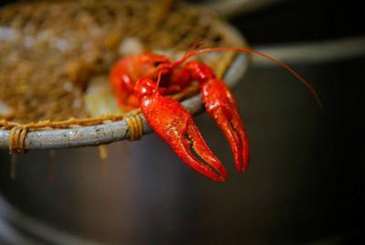 crayfish eating