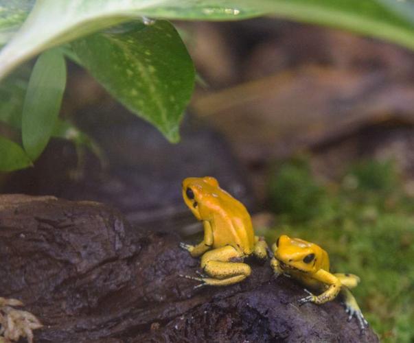 Aububon Zoo opens frog exhibit, new Discovery Walk | Entertainment/Life ...