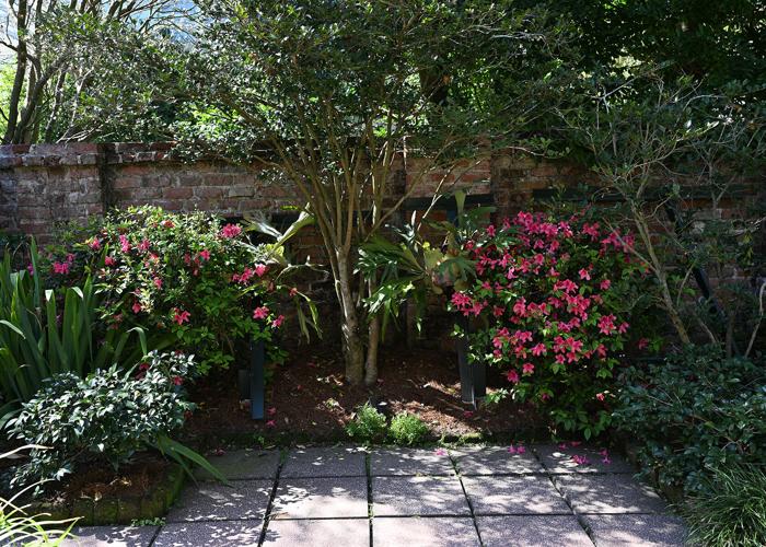Welcome to an azalea-filled garden in Uptown New Orleans ...
