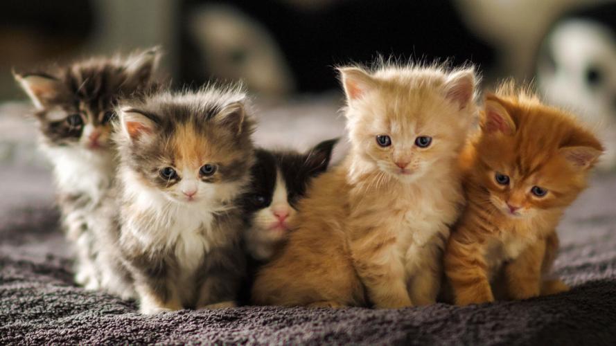 Everyone in New Orleans should adopt a cat | Pets | nola.com