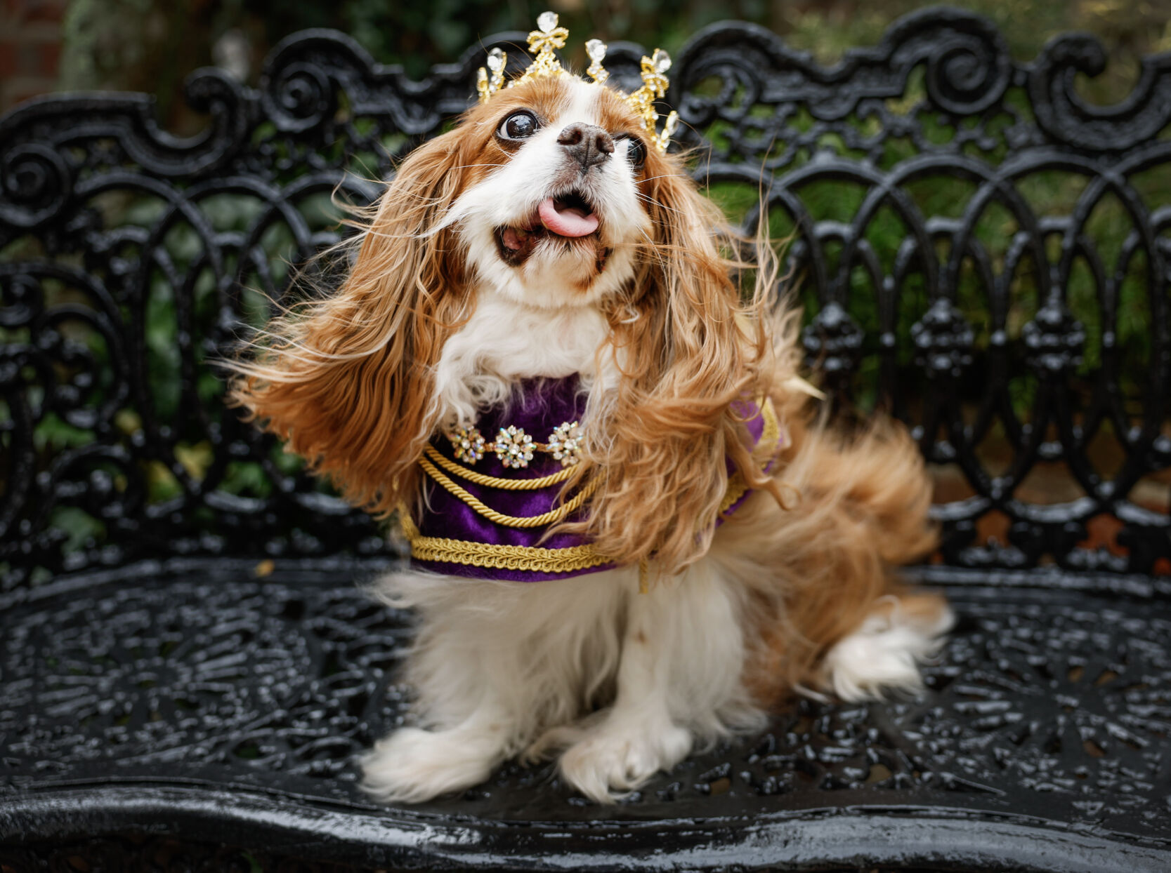 Barkus Mardi Gras parade Queen Bea 2024 living her best life ...