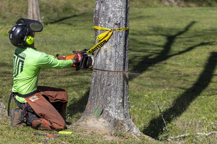 Slidell’s Greenwood Cemetery is cleaning up its tree canopy | One ...