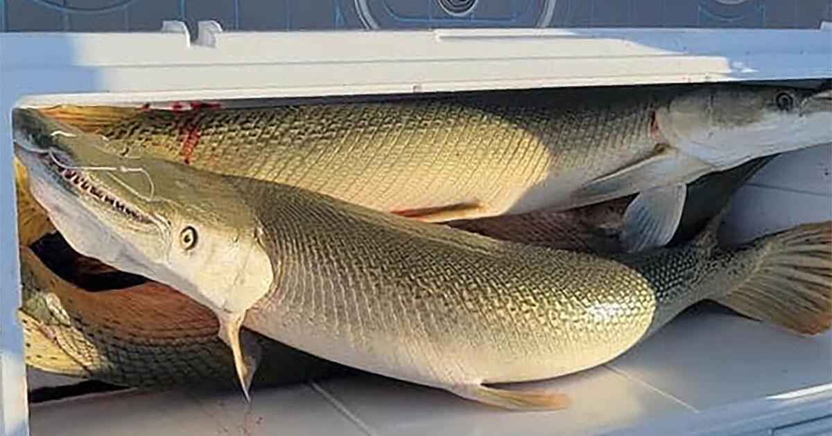 Can't Touch This, Hunter Toomer take home titles at Madisonville Gar ...