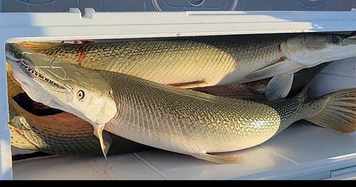 Can't Touch This, Hunter Toomer take home titles at Madisonville Gar ...