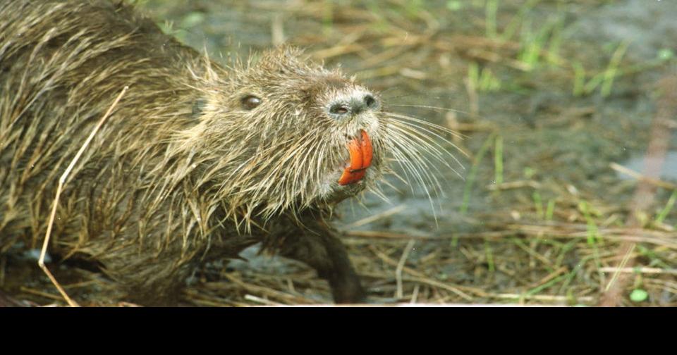 Nutria don't just destroy wetlands, they're also raiding bird nests ...