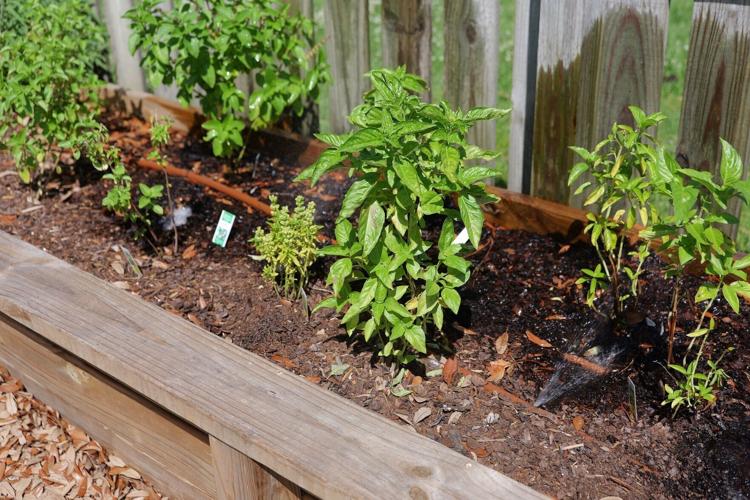 Plant advice: Excessive thatch can lead to a springy lawn | Home/Garden ...
