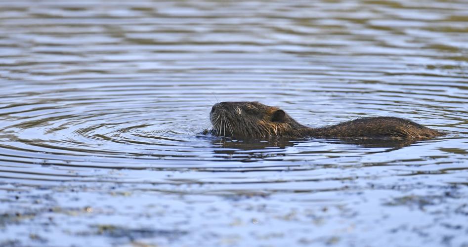 Nutria in Virginia? Yes, and special dogs are helping find the giant ...