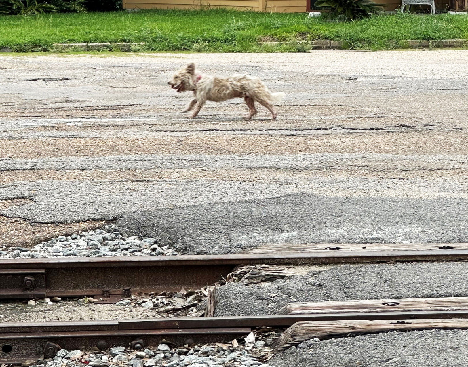 Scrim, the fugitive Mid-City dog, has finally been captured ...