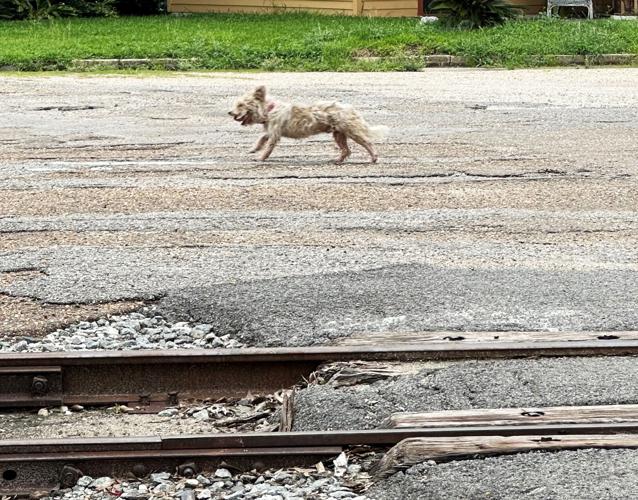 New Orleans' most famous runaway dog Scrim is heading Uptown ...
