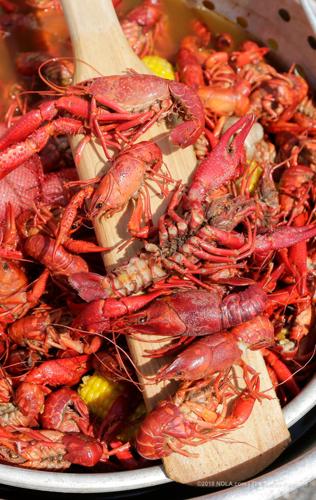Crawfish Mambo 2018 winners named: Biggest eaters, best mudbugs | Where ...