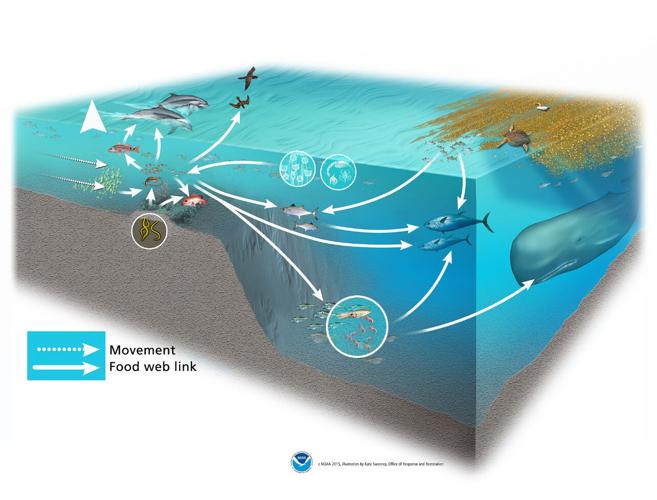 Gulf fish, sea turtle restoration work to get $210 million ...