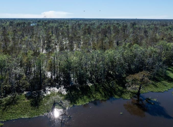 Dying Louisiana swamp to be revived with unique project | Environment | nola.com