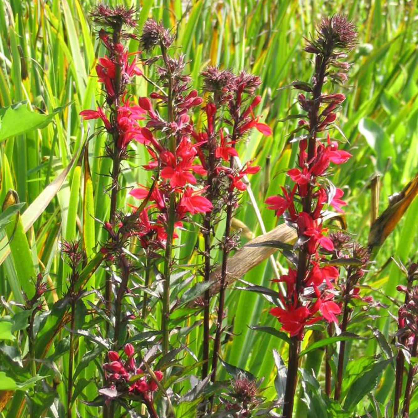 How to create your own Louisiana native plant garden | Environment ...