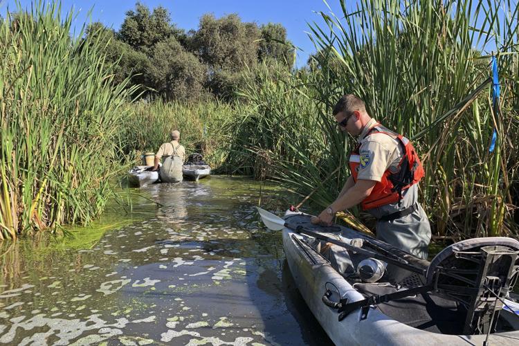 Nutria invasion threatens California's water supply: 'The way they ...