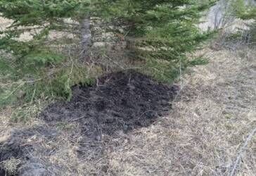 Minnesota trying to block invading wild 'super pigs' | Environment ...