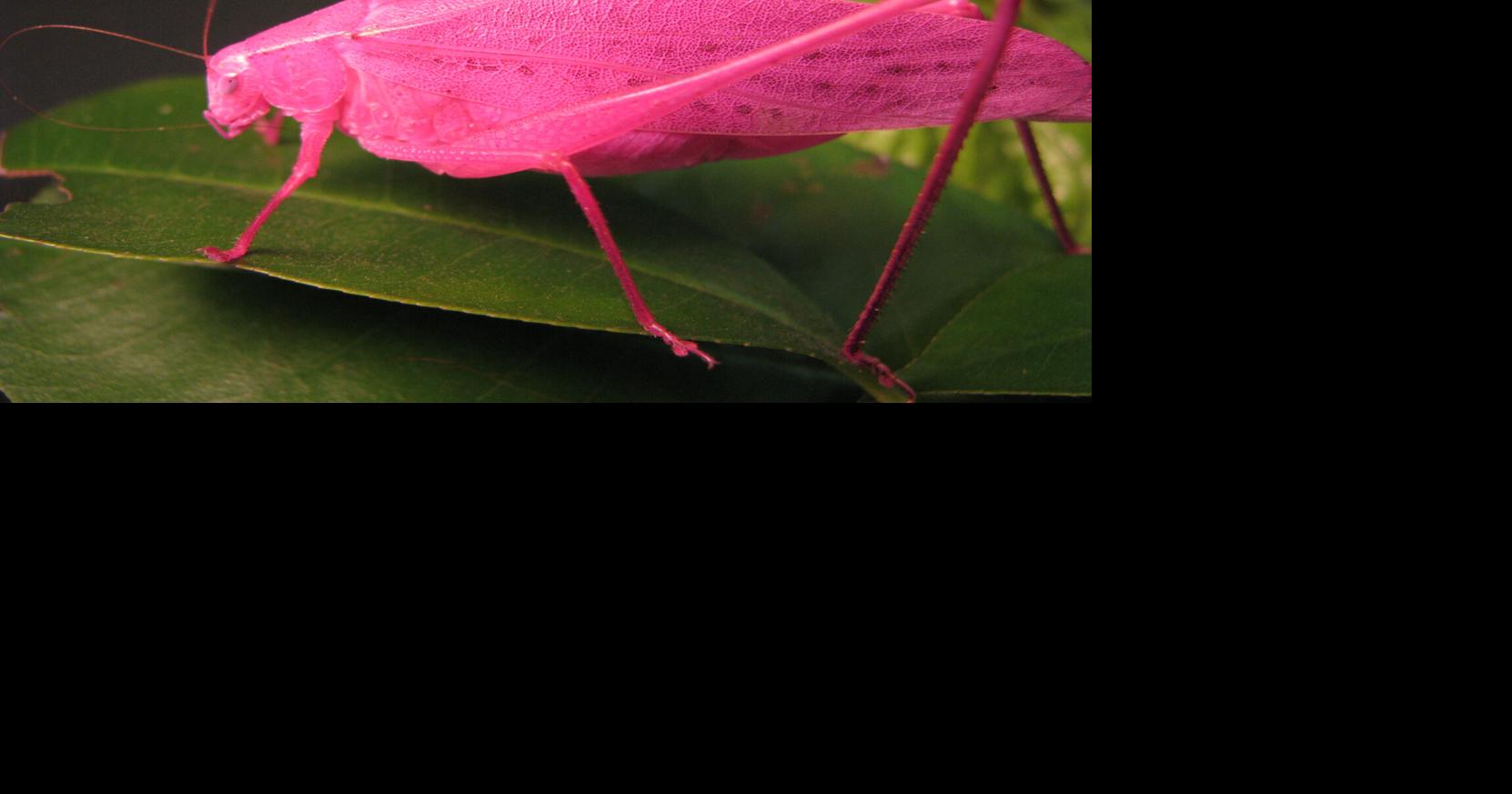Three rare pink katydids added to Audubon Insectarium | Entertainment ...