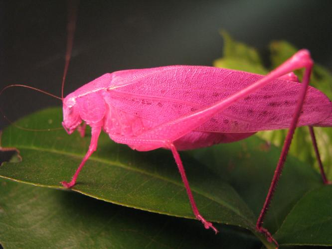 Three rare pink katydids added to Audubon Insectarium | Entertainment ...