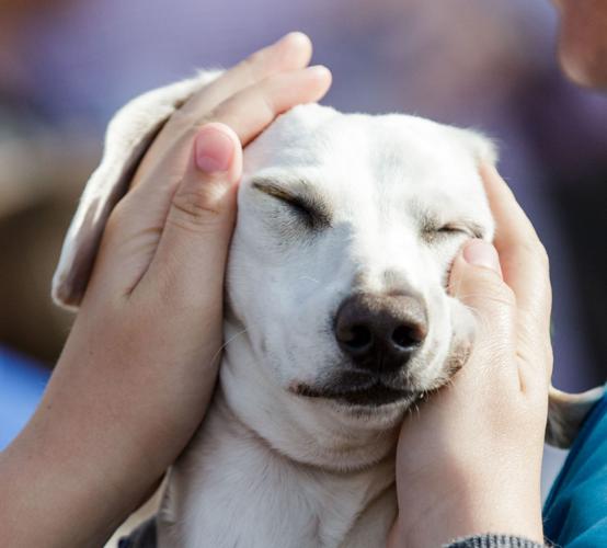 Photos: Wiener dog races at the Fair Grounds | Photos | nola.com