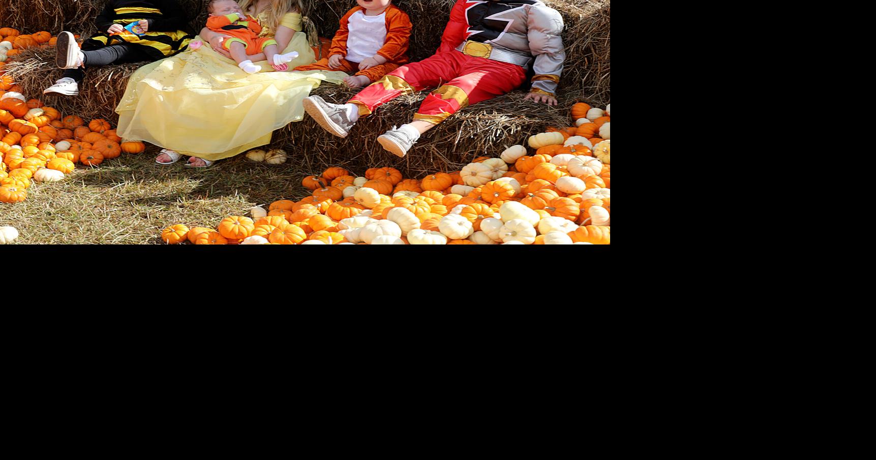 Here are the pumpkin patches you should visit this fall | Louisiana ...