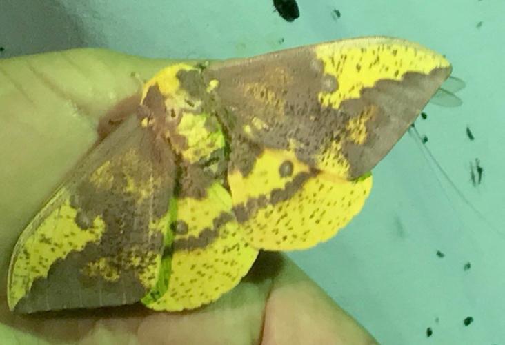 Insectarium guru heads to local swamps to collect bugs | Archive | nola.com