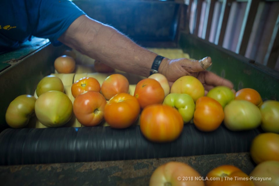 Creole tomato farmer keeps family, South Louisiana tradition alive ...