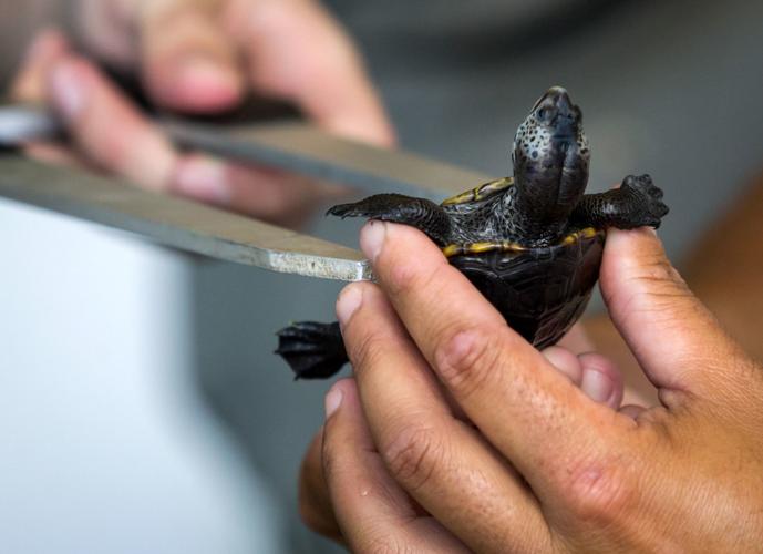 Shell game: researchers release 21 diamondback terrapins hatched from ...