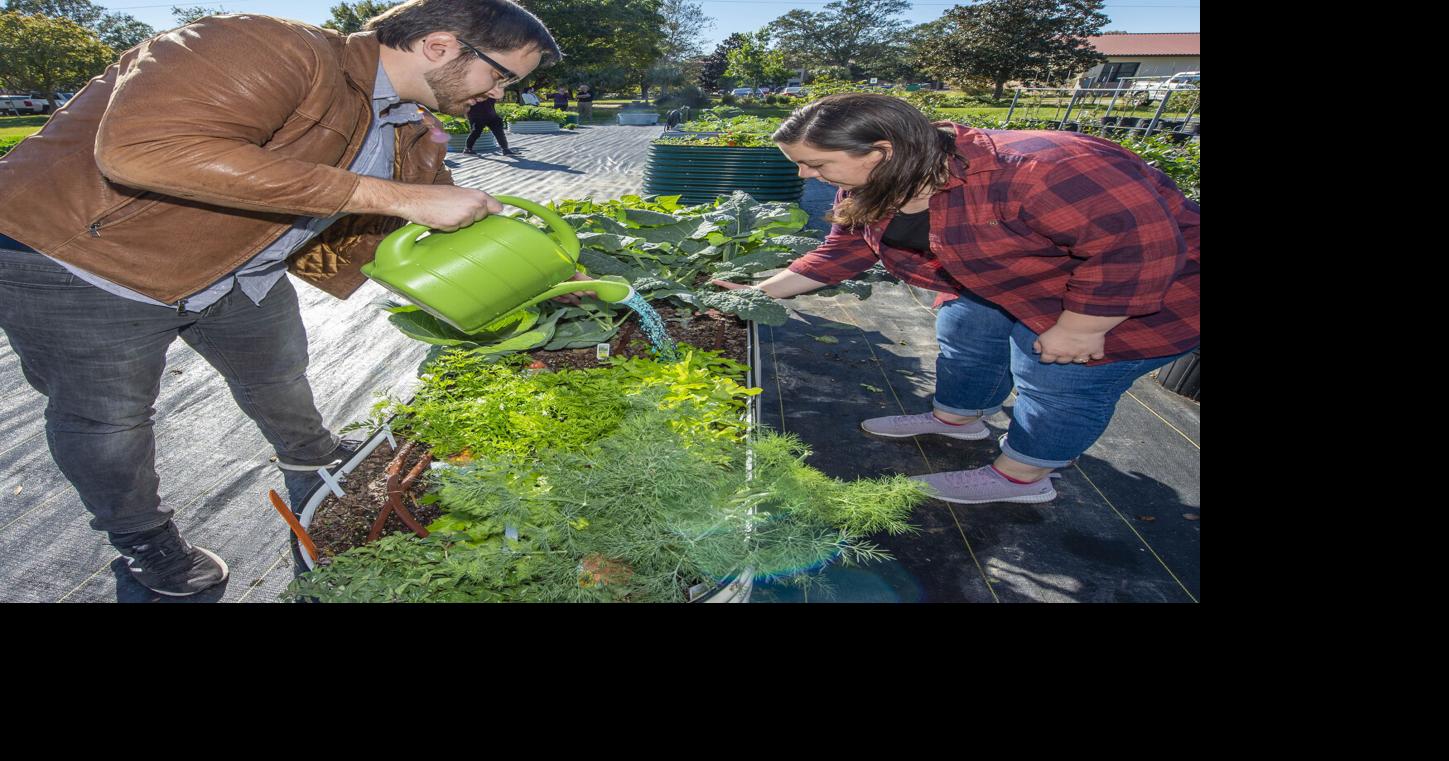 It's time to plant vegetables. Dan Gill explains how. | Home/Garden ...