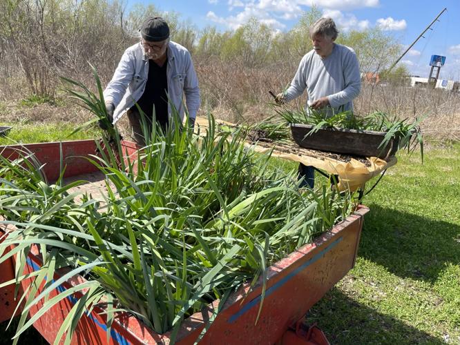 Gary Salathe is out to save the native Louisiana iris | Louisiana ...