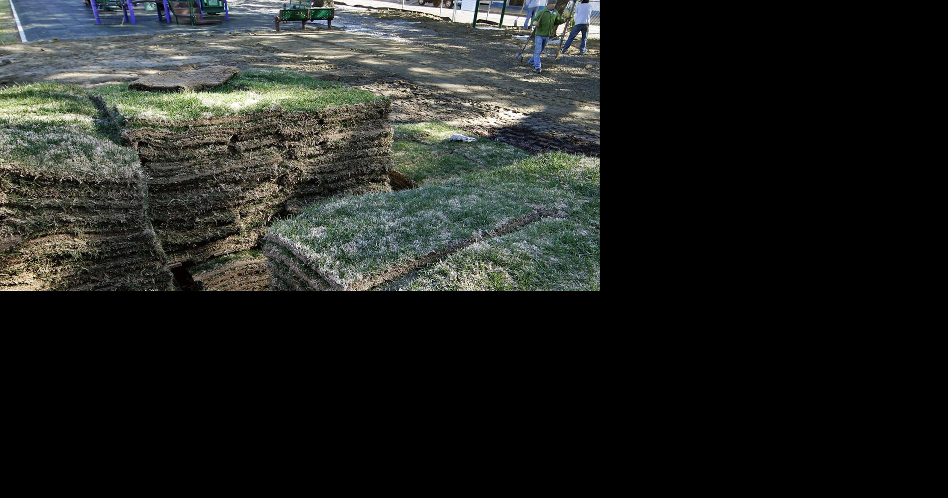 Sod is best way to fill in lawns; seeds will take all summer | Home ...