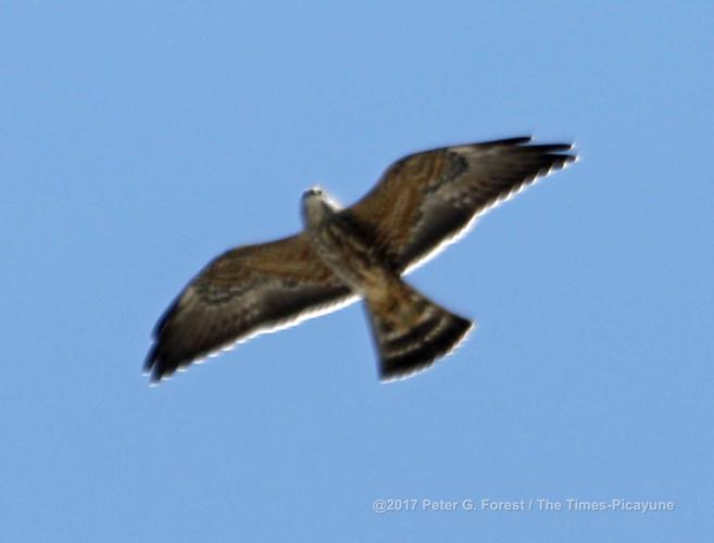 White-feathered birds in your drainage ditch? Expert tells you why ...