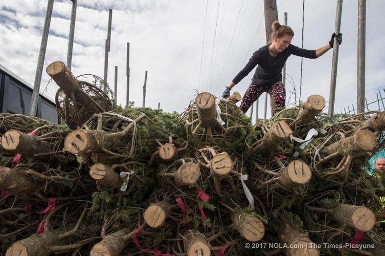 Truckloads of Christmas trees roll into New Orleans | Entertainment ...