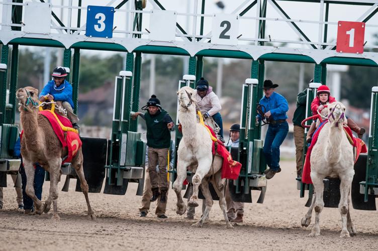 At New Orleans Fair Grounds, camels, zebras and ostriches joined horses ...