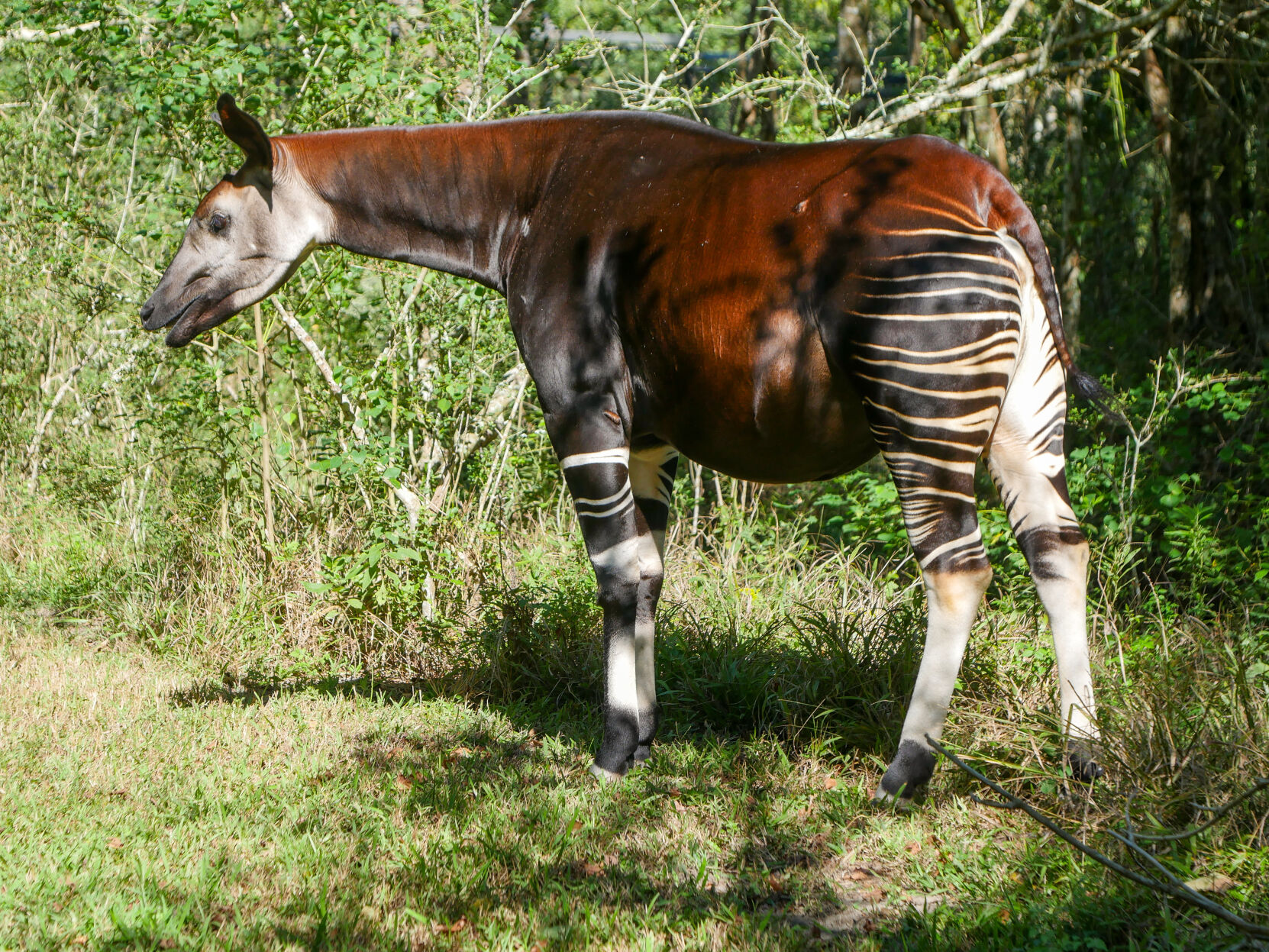 Okapi at Audubon's survival center pregnant with calf | Environment ...