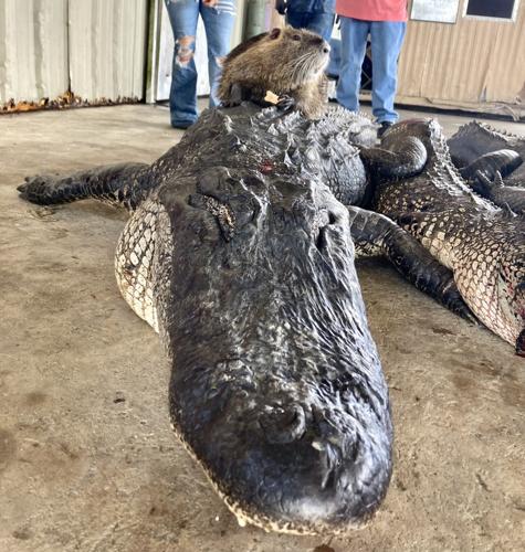 Neuty replaces Beignet at Rougarou Fest, tailgates Saints ...