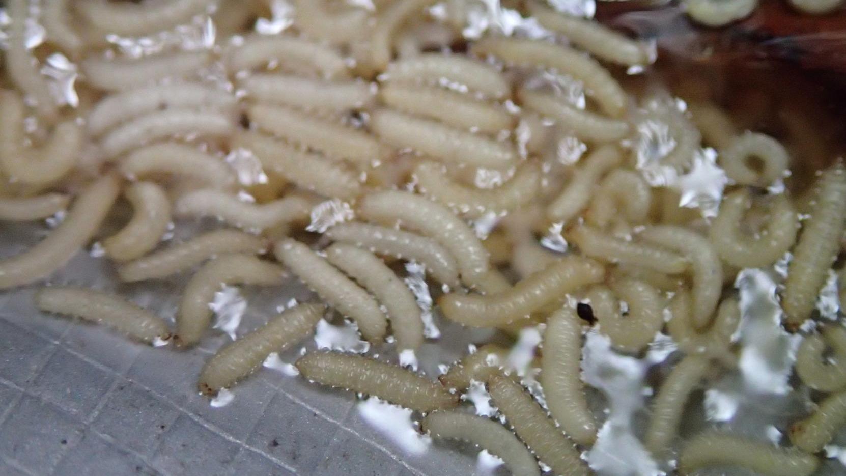 white worms