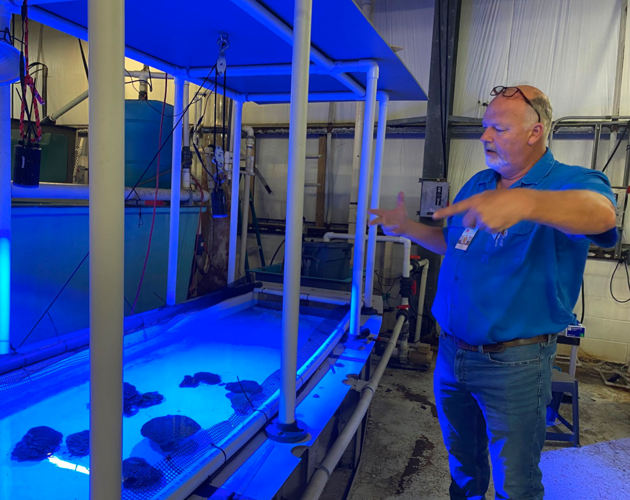Gulf of Mexico’s largest coral sanctuary faces an extreme threat that’s ...