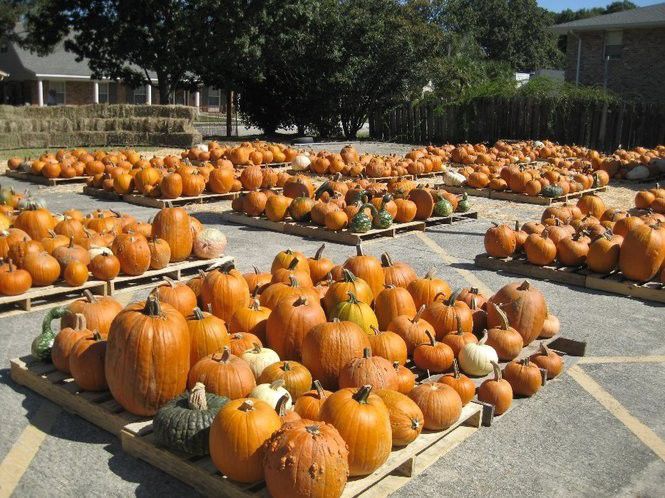9 pumpkin patches to fall for around New Orleans | Louisiana Festivals ...