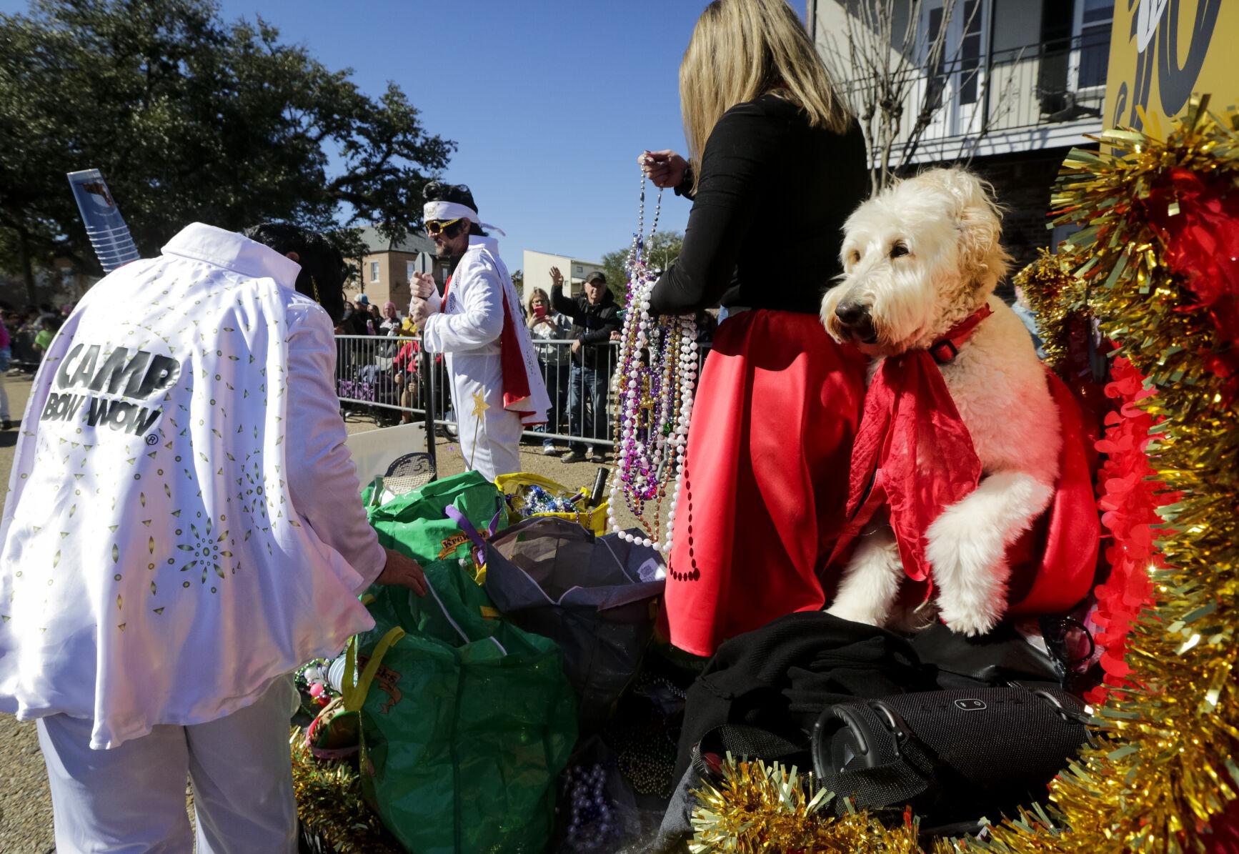 Photos: Mardi Paws howls to 'Bark 'n' Roll' during 30th parade in ...