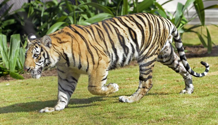 Photos: First look at LSU's newest live tiger mascot, Mike VII ...