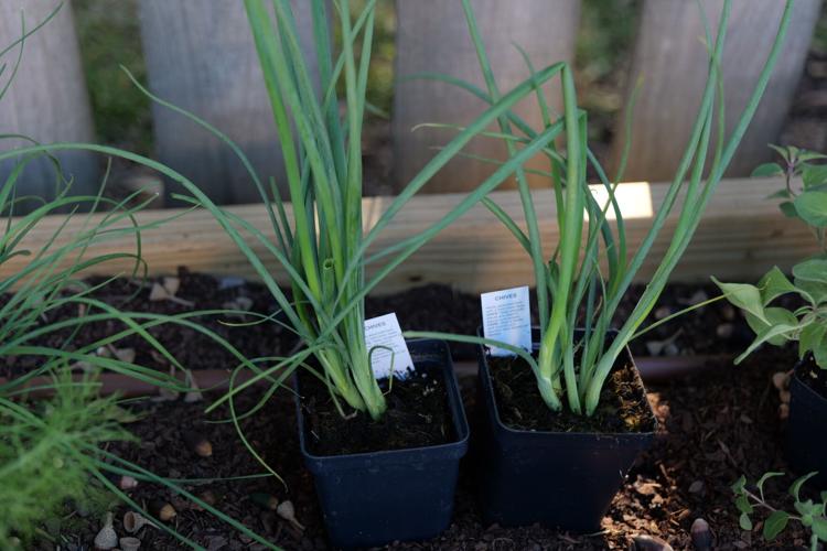 Plant cool-season herbs to kick up your holiday cooking | Entertainment ...