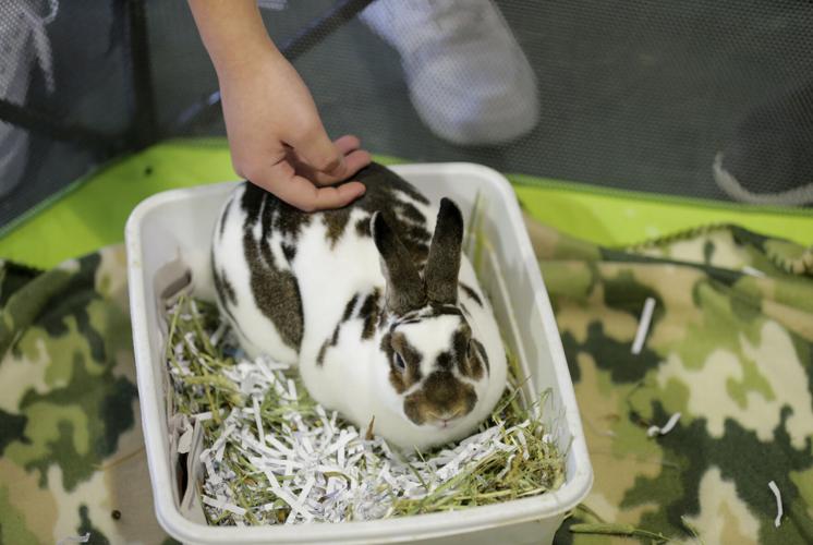Want to adopt an Easter bunny? Rabbit rescue spreads the love, and the ...