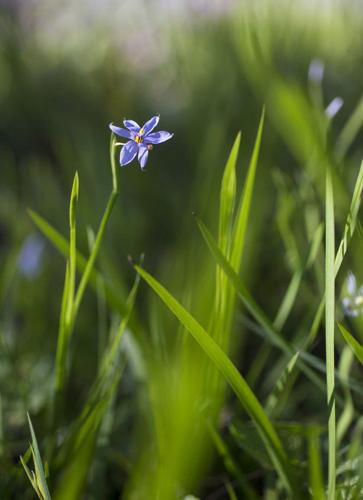 14 Louisiana native plants to add to your garden | Home/Garden | nola.com