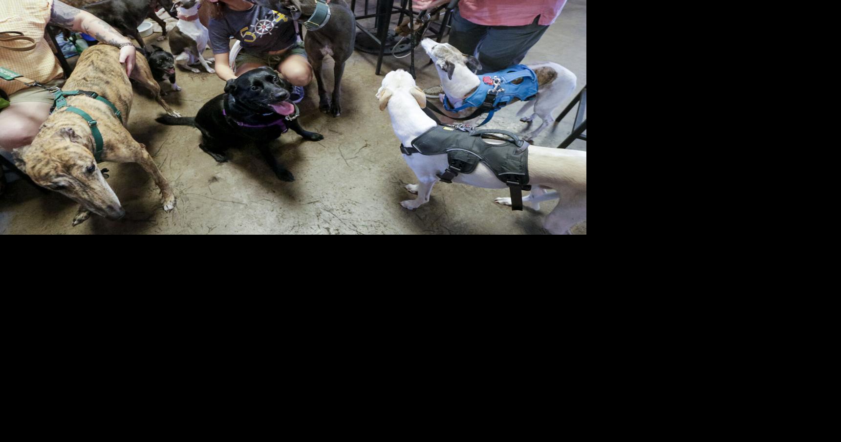 Retired Greyhound racers take it easy in the Big Easy | Photos | nola.com