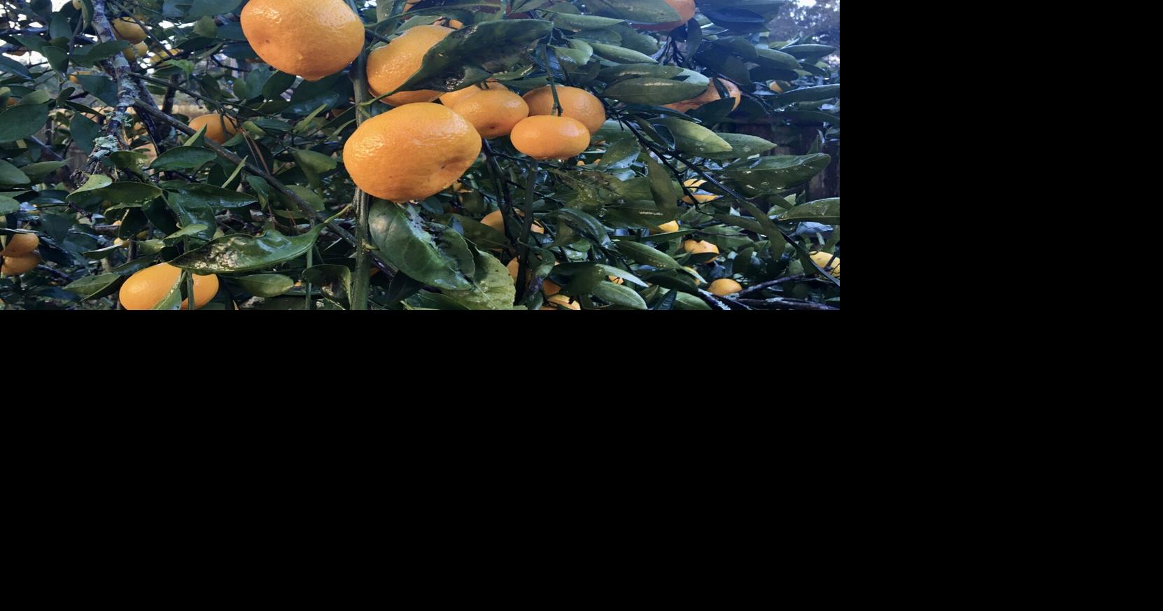 Satsumas with brown skin are fine to eat: Dan Gill's advice | Home/Garden | nola.com