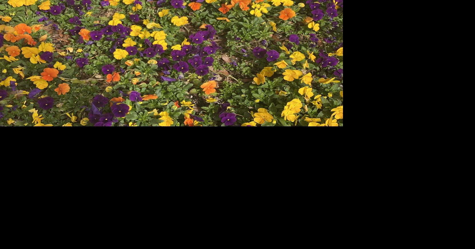 Violas and petunias are great fall color: Dan Gill's advice | Home ...