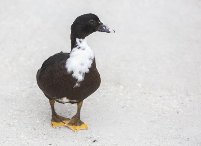 'Get off my lawn': Neighbors prompt Jefferson Parish to quack down on ...