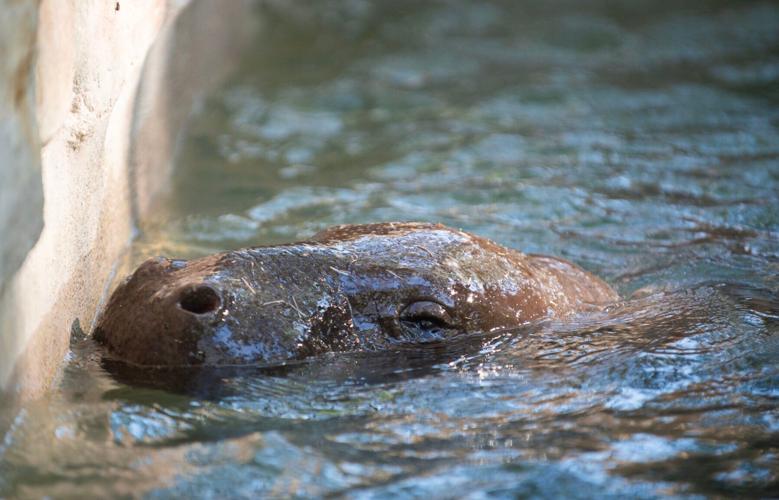 Pygmy hippos arrive at Zoosiana in Broussard, Louisiana | Entertainment ...