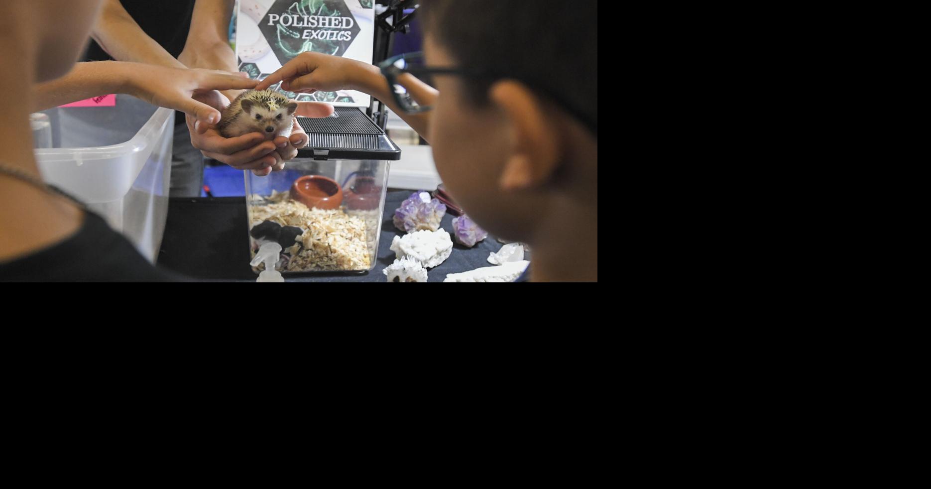 ACA.reptiles.adv.125.jpg | | nola.com